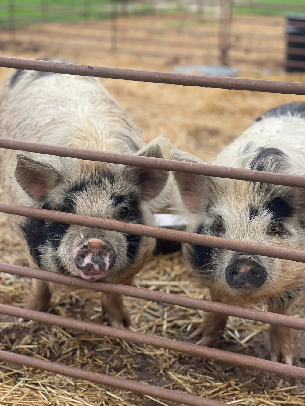 Attractions — Ruby Creek Farm