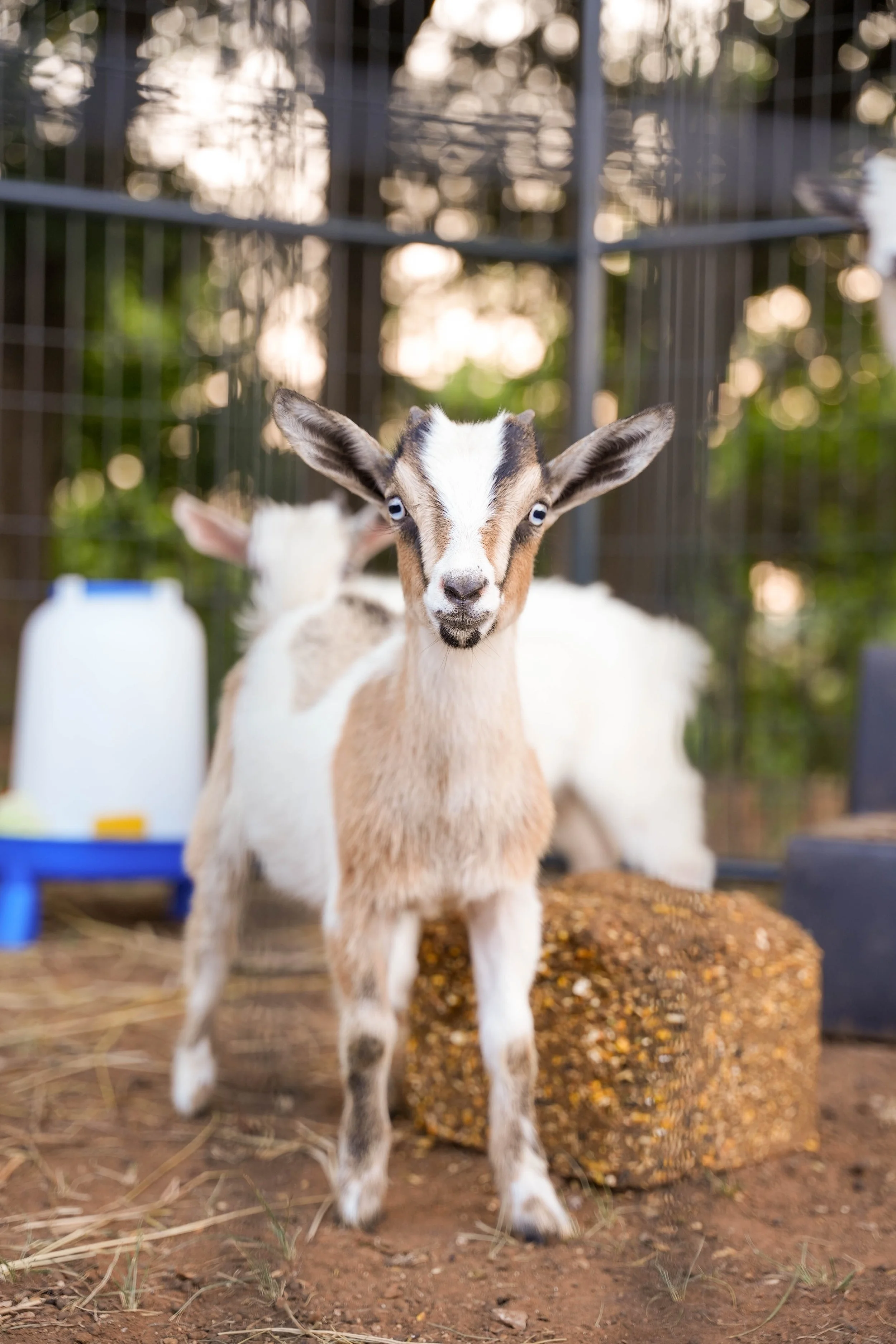 Attractions — Ruby Creek Farm