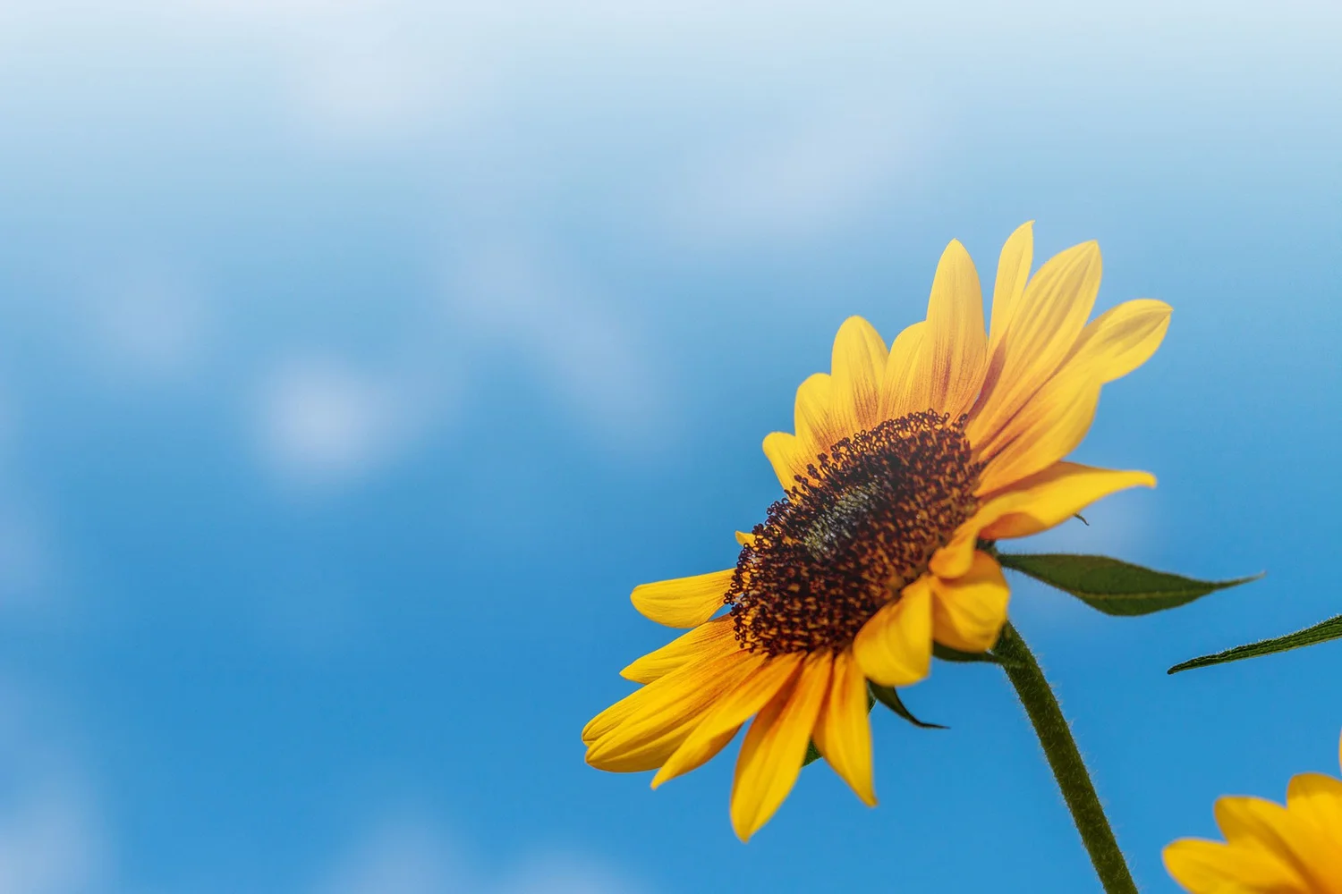 Services — Your Day Support Services