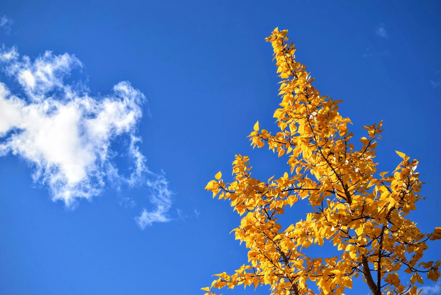 How To Choose a Tree | Street Trees for Living