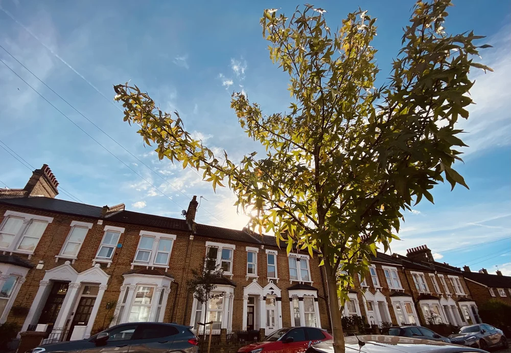 How To Choose a Tree | Street Trees for Living