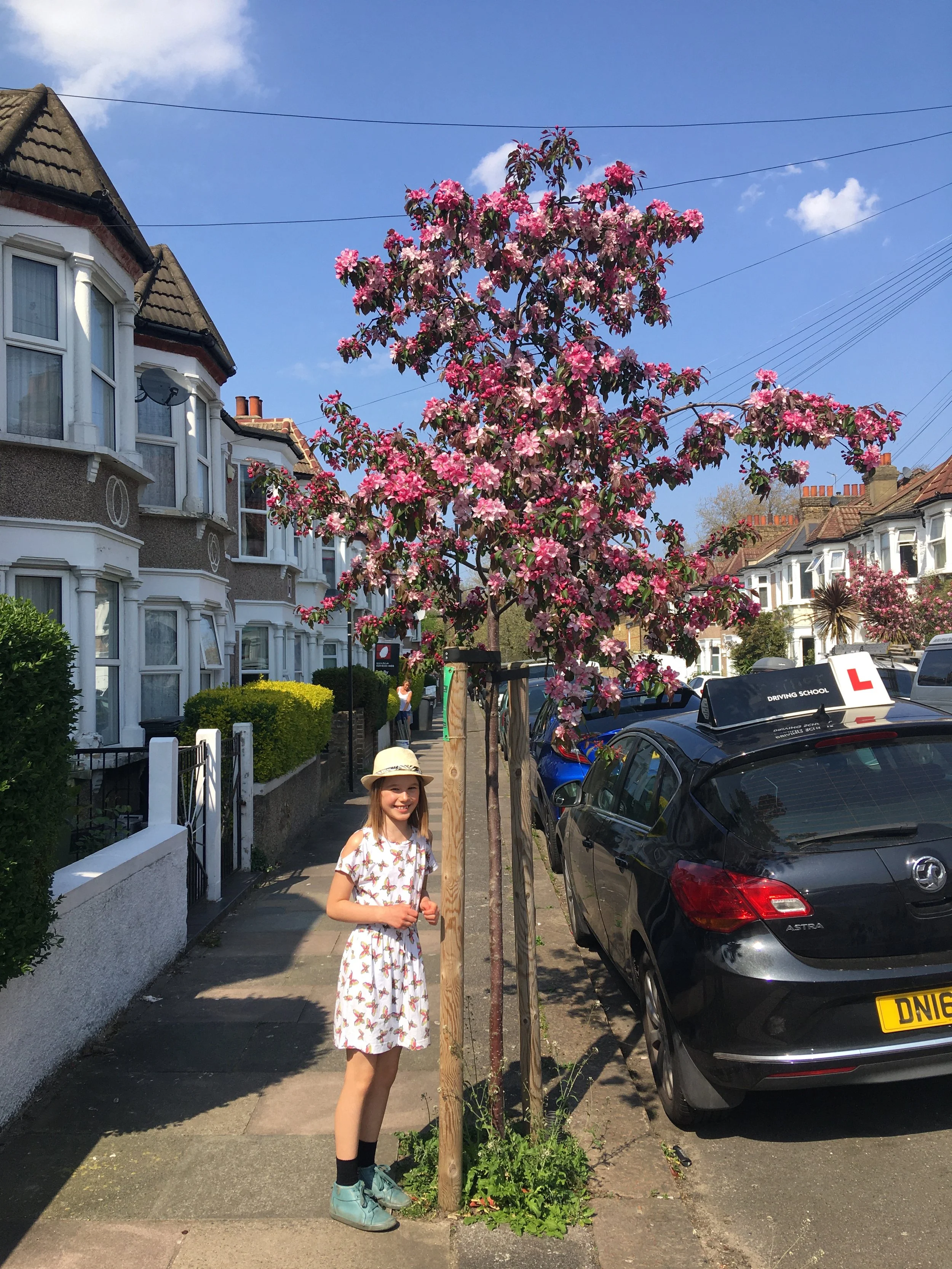 How To Choose a Tree | Street Trees for Living