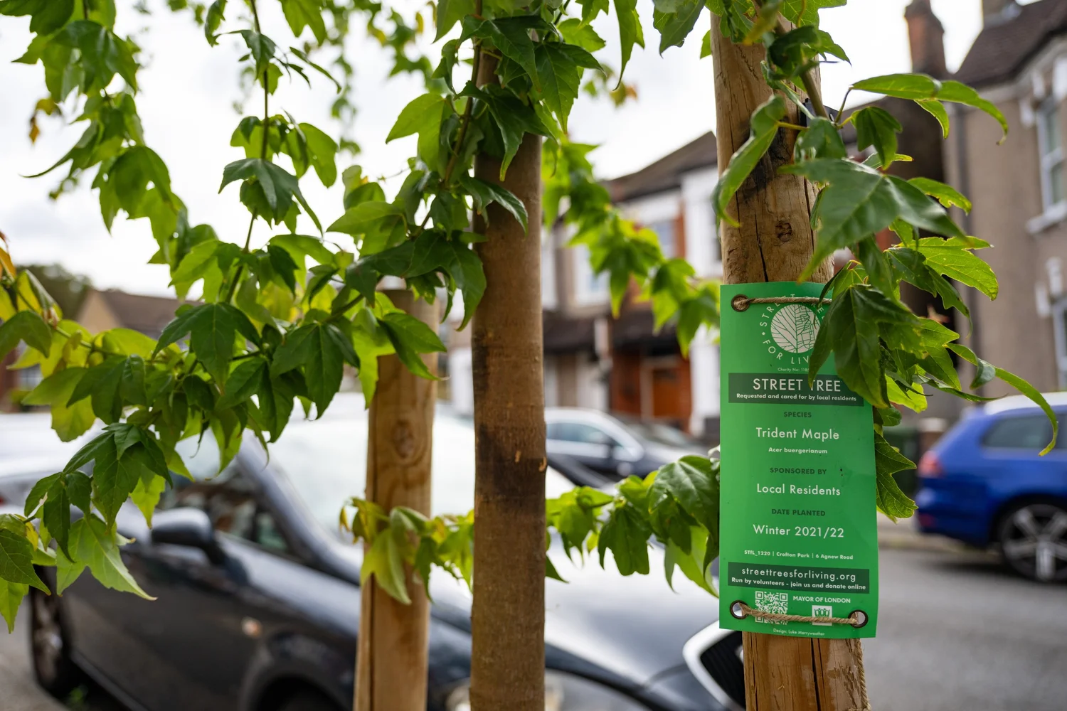 Plant Trees in Lewisham and South London | Street Trees for Living