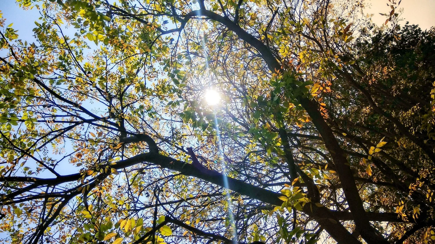 How To Choose a Tree | Street Trees for Living