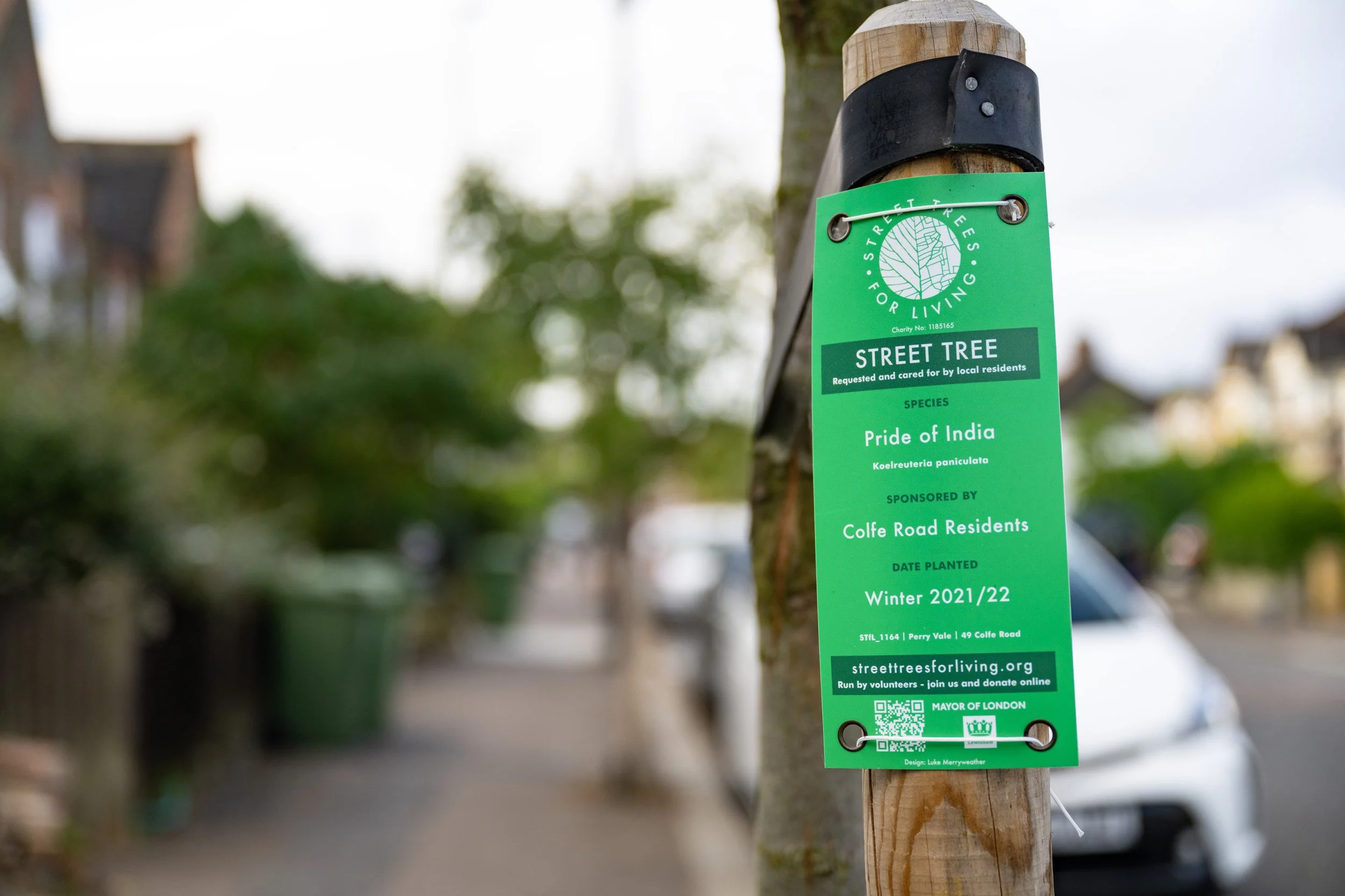 How To Choose a Tree | Street Trees for Living