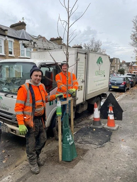 Lewisham Targeted Tree Planting Projects | Street Trees for Living