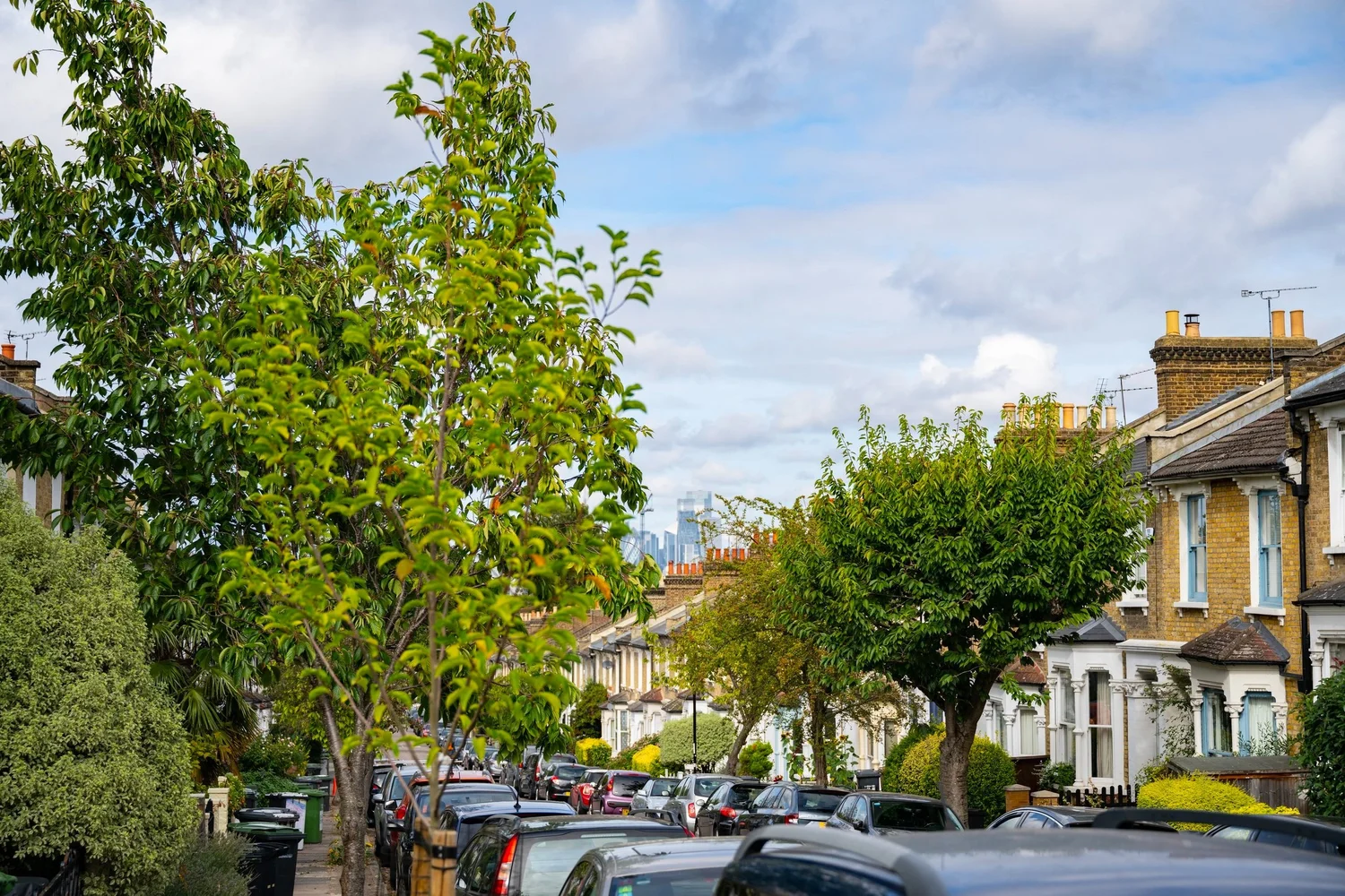 How To Care For & Water Trees | Street Trees for Living