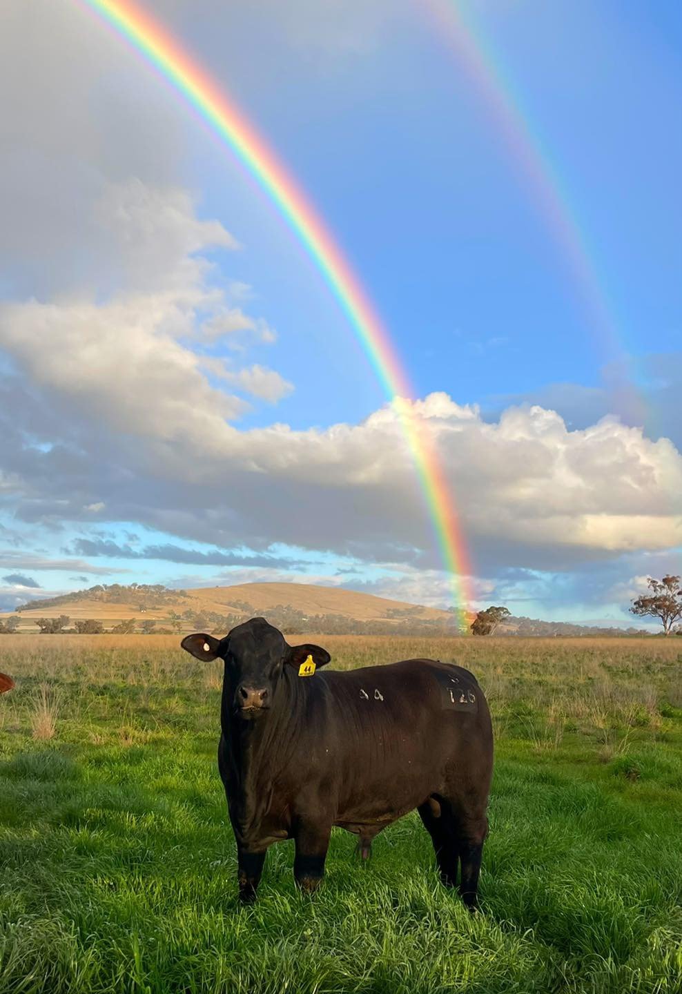 About — Black Santa Cattle Company