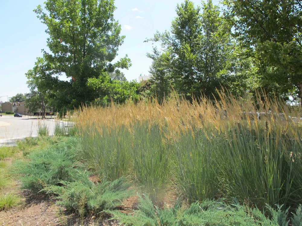 PLANTS — Oklahoma Native Plant Network