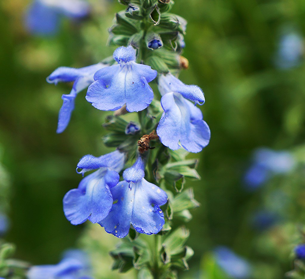 PLANTS — Oklahoma Native Plant Network