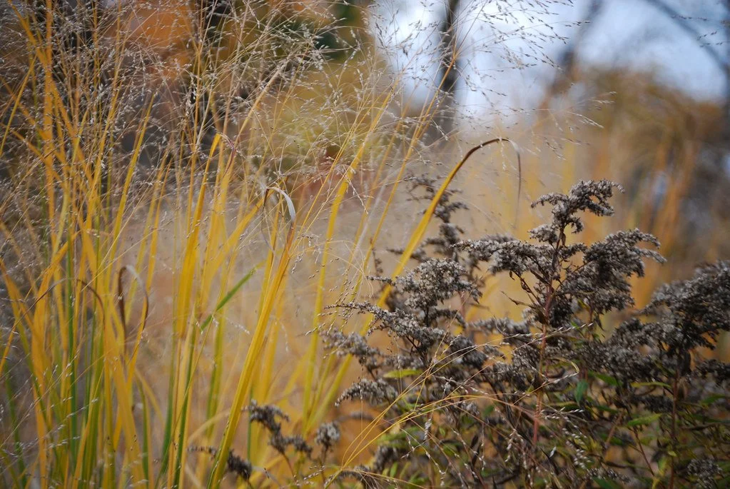 PLANTS — Oklahoma Native Plant Network