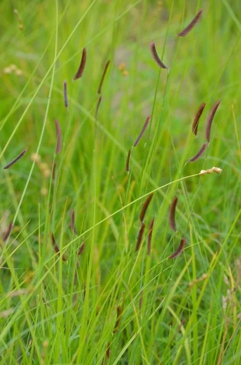 PLANTS — Oklahoma Native Plant Network