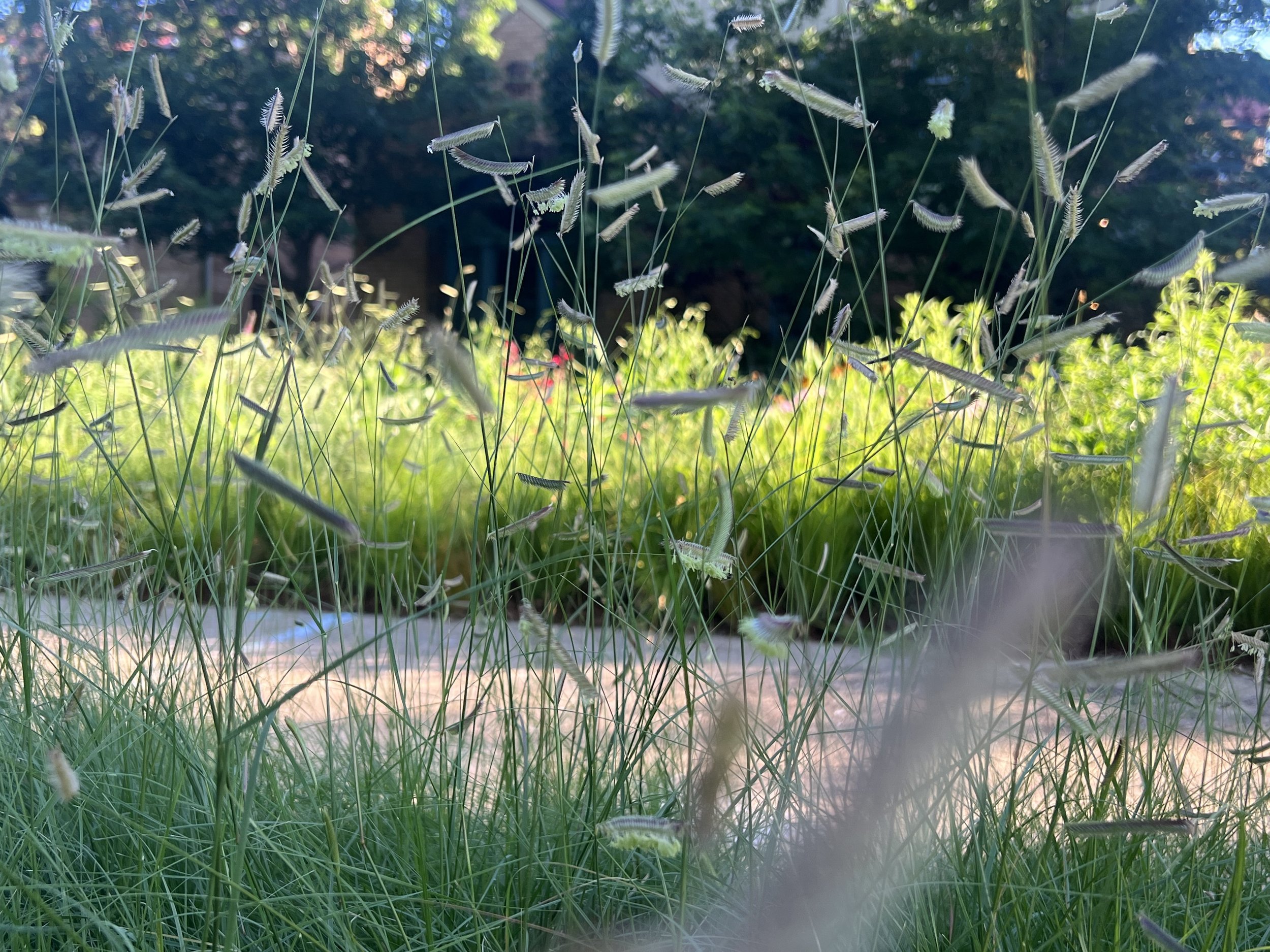 ONPN Citizens — Oklahoma Native Plant Network