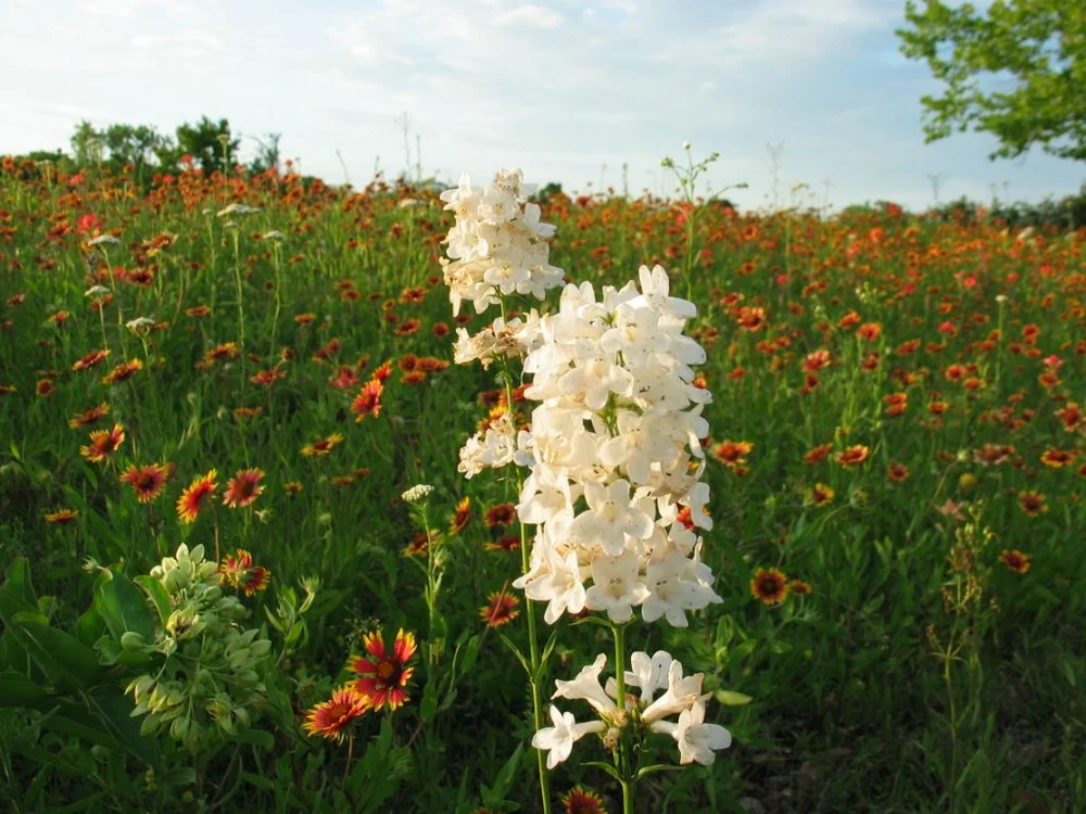 ONPN Citizens — Oklahoma Native Plant Network