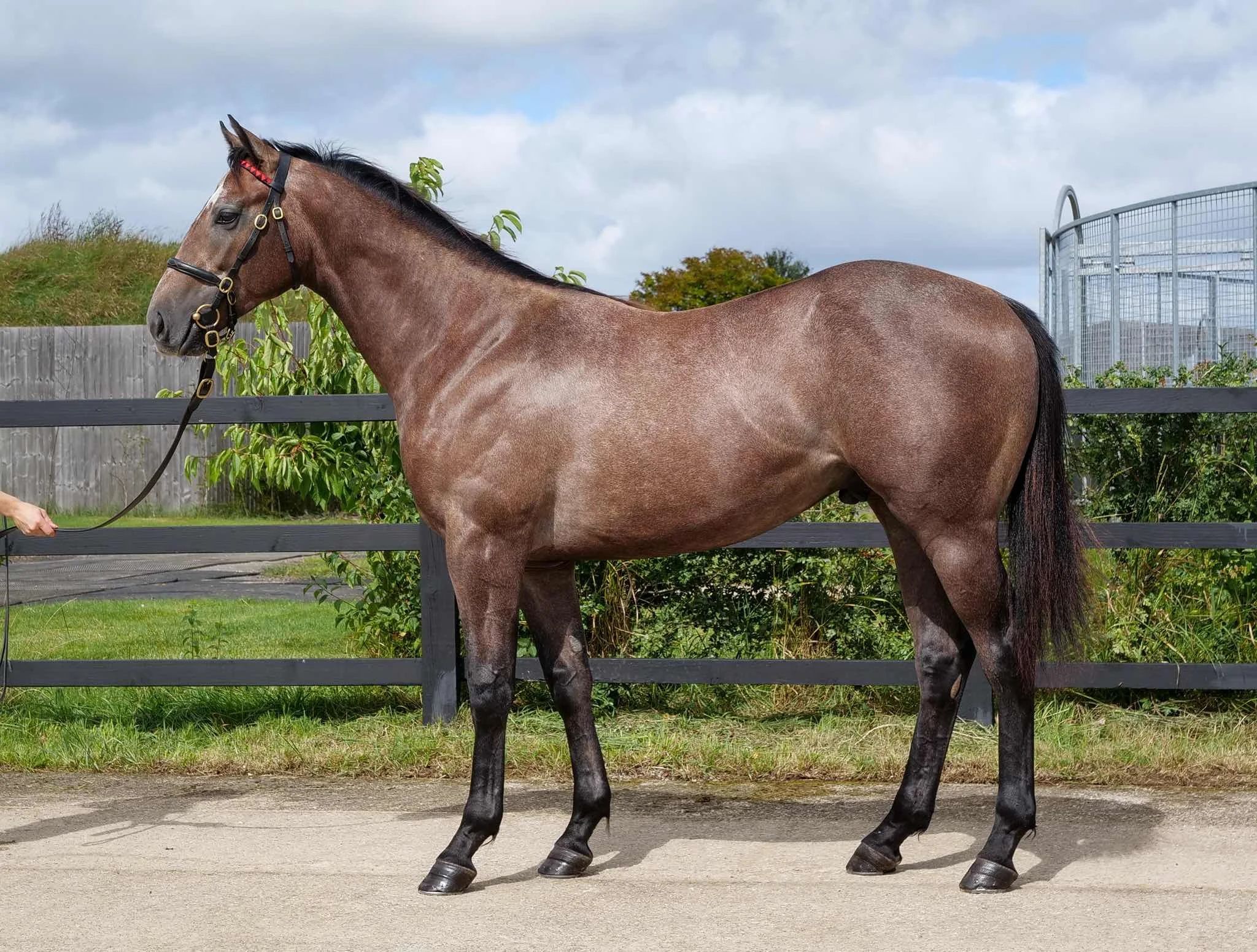 Horses for Sale — Jack Channon Racing