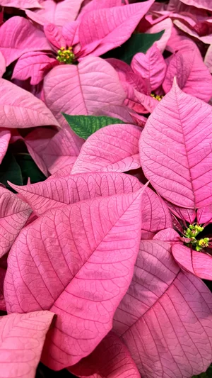 TreeSource Wholesale Nursery in Houston, Texas