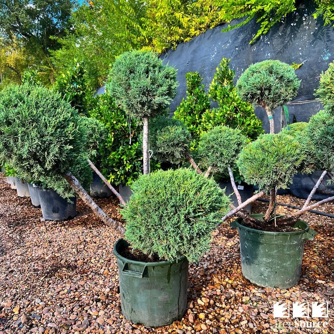 TreeSource Wholesale Nursery