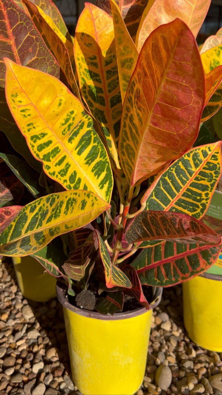 TreeSource Wholesale Nursery in Houston, Texas