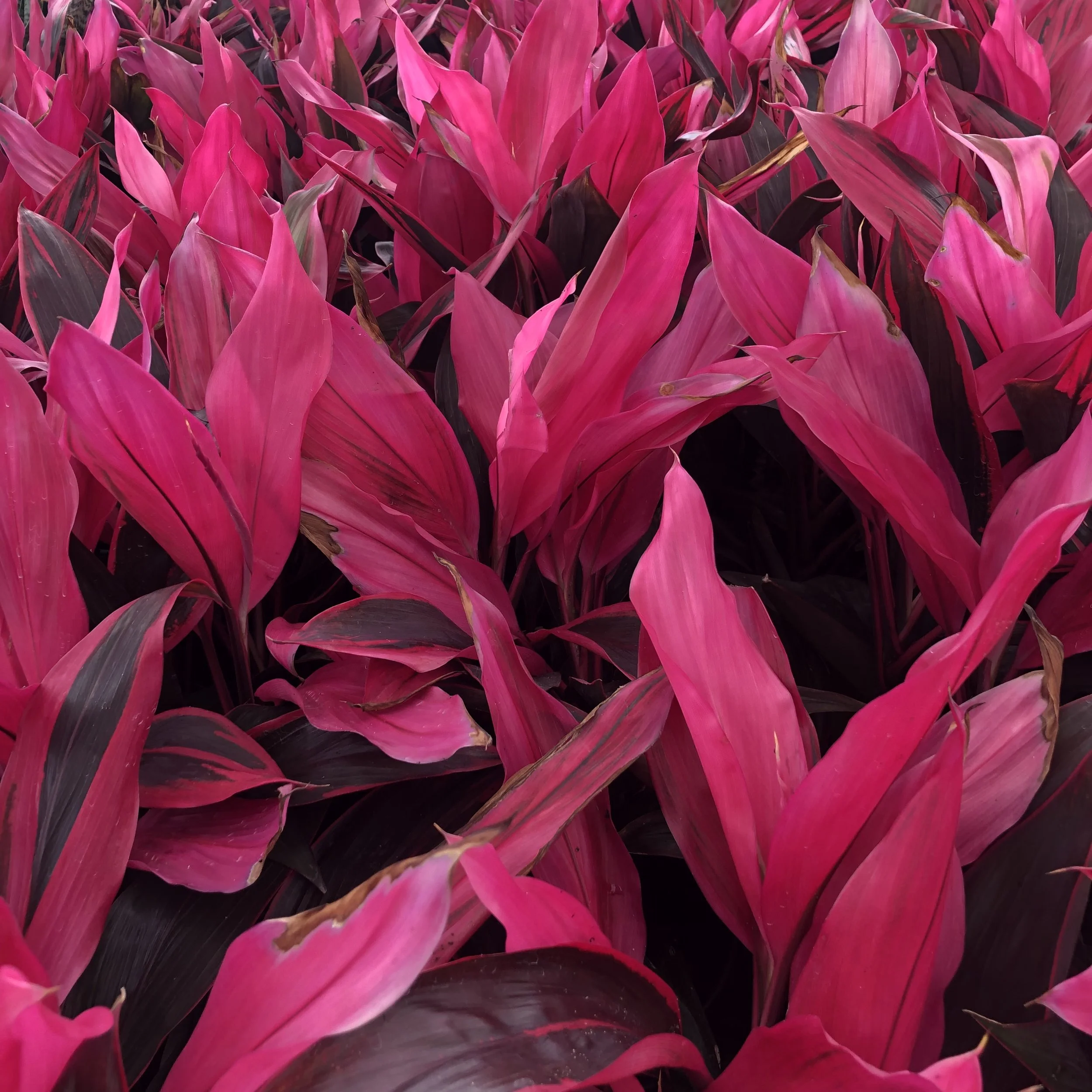 TreeSource Wholesale Nursery in Houston, Texas