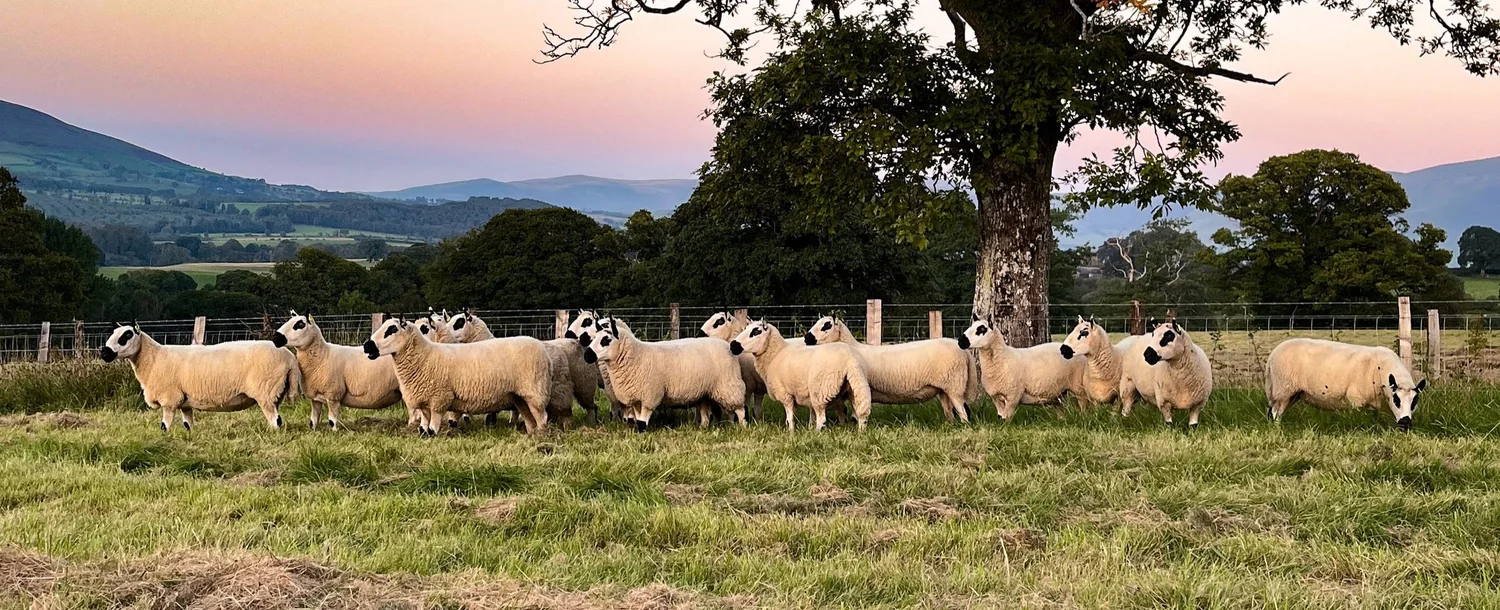 Kerry Hill | Experience Sustainable Farming Today — Cragg House Farm