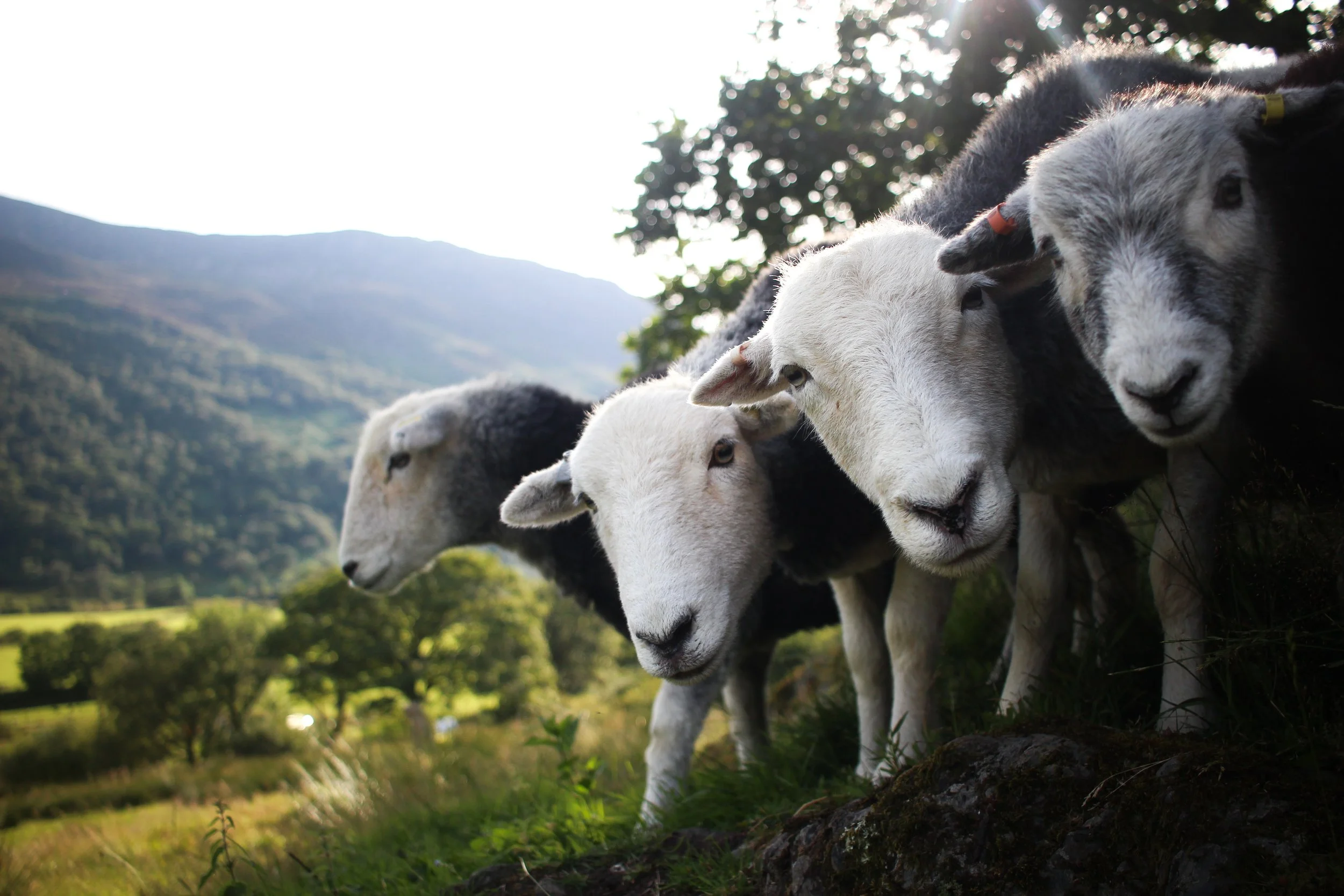 Cragg House Farm | Discover & Experience Lake District Farming