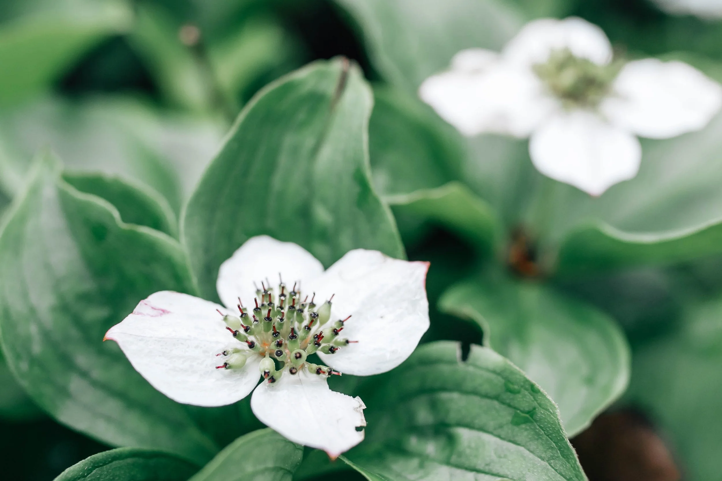 Saltair Nordic Spa & Wellness | Baxters Harbour | Nova Scotia