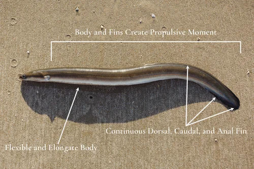 Locomotion of Fishes — FISHUCATION