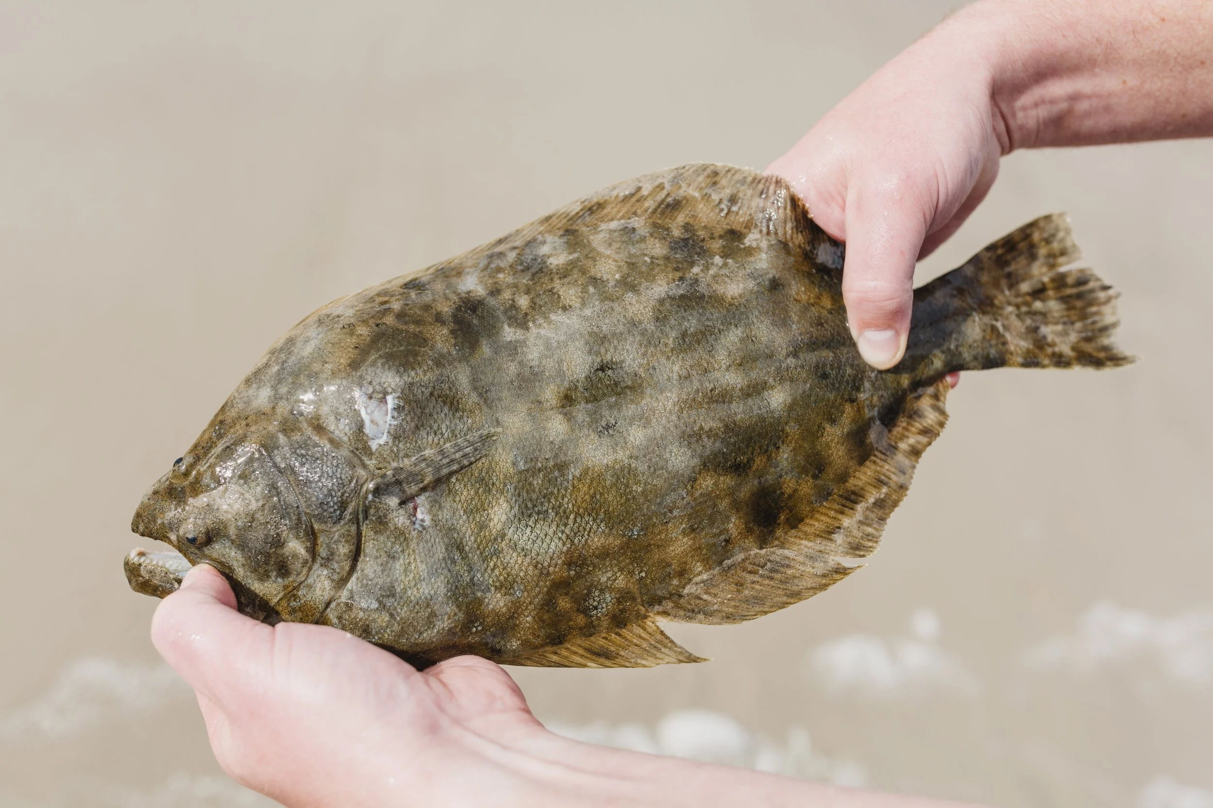 Southern Flounder, Paralichthys lethostigma — FISHUCATION