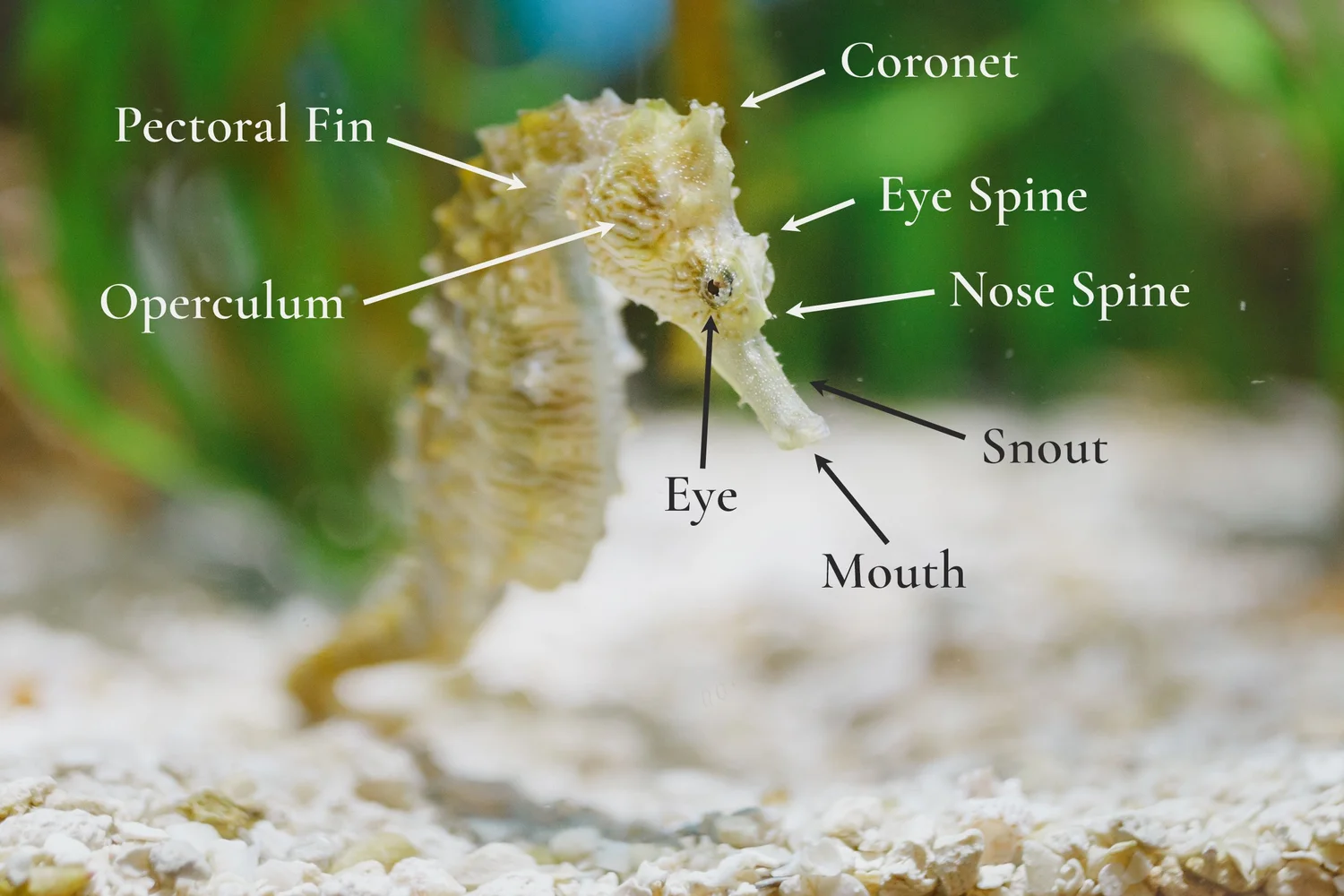 External Anatomy of Fishes — FISHUCATION