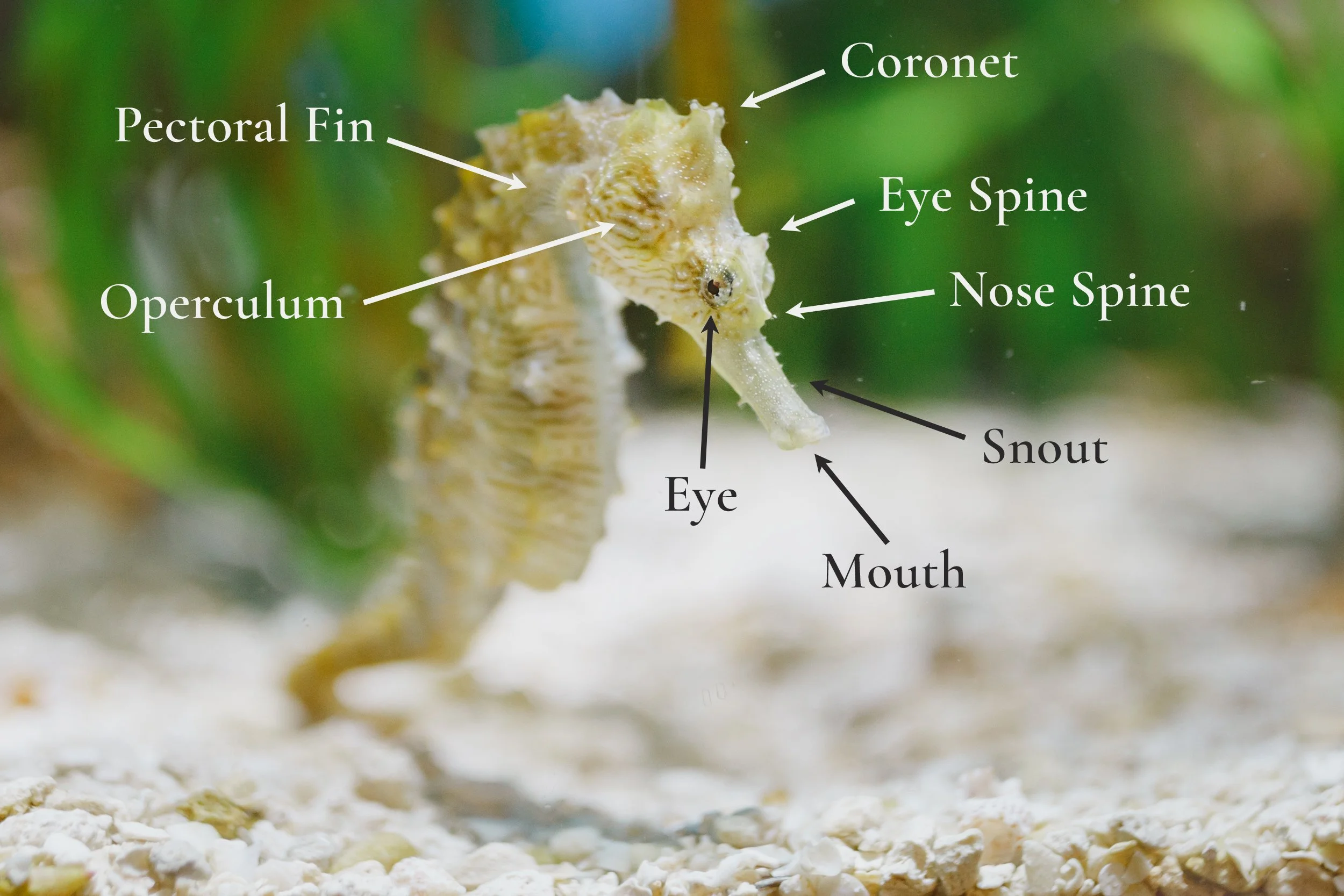 External Anatomy of Fishes — FISHUCATION