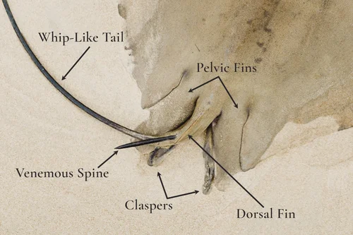 External Anatomy of Fishes — FISHUCATION