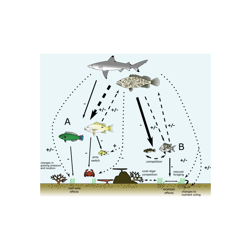 Modules — FISHUCATION