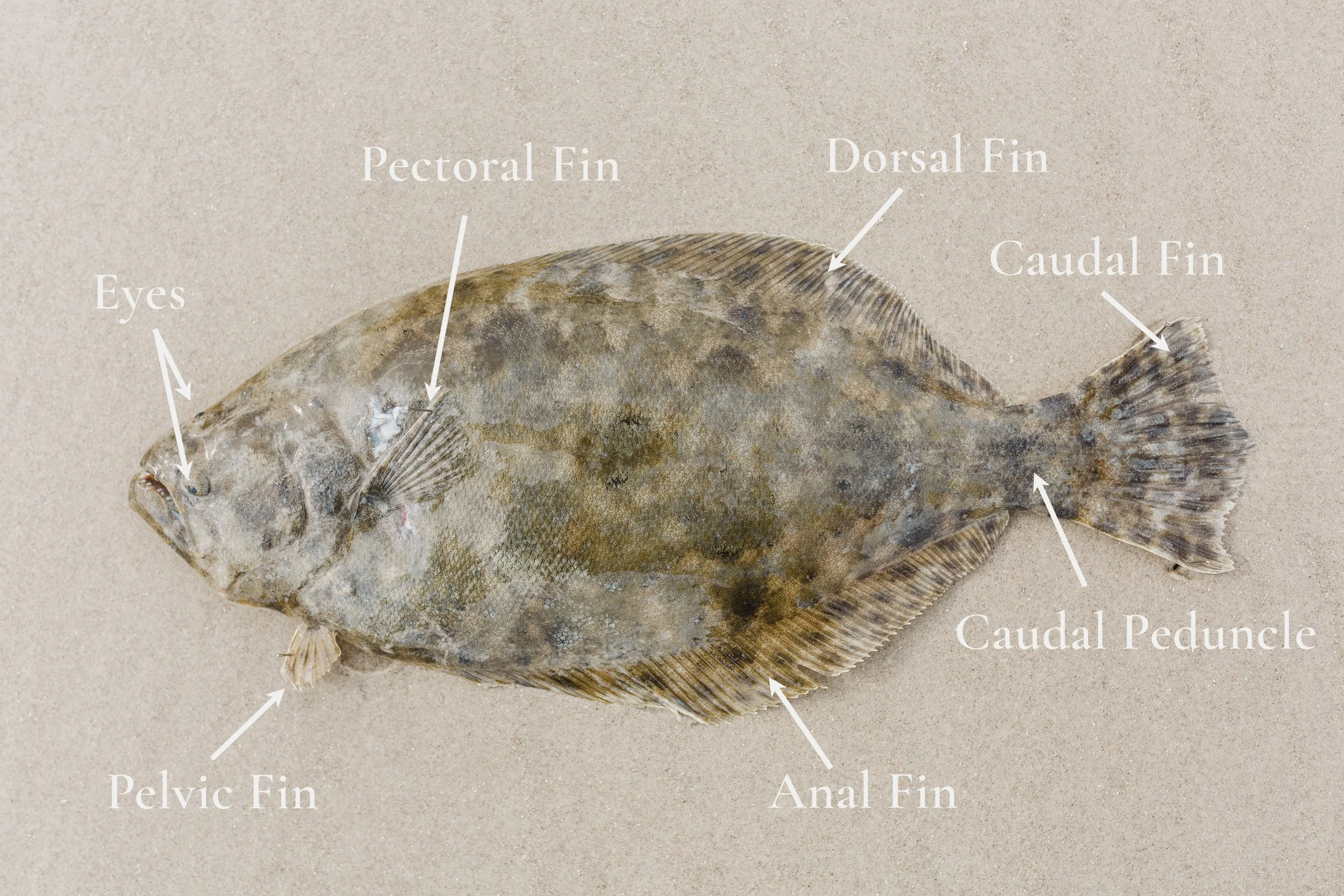 External Anatomy of Fishes — FISHUCATION