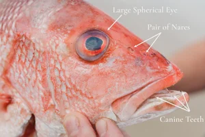 External Anatomy of Fishes — FISHUCATION