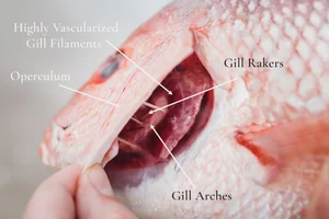 External Anatomy of Fishes — FISHUCATION