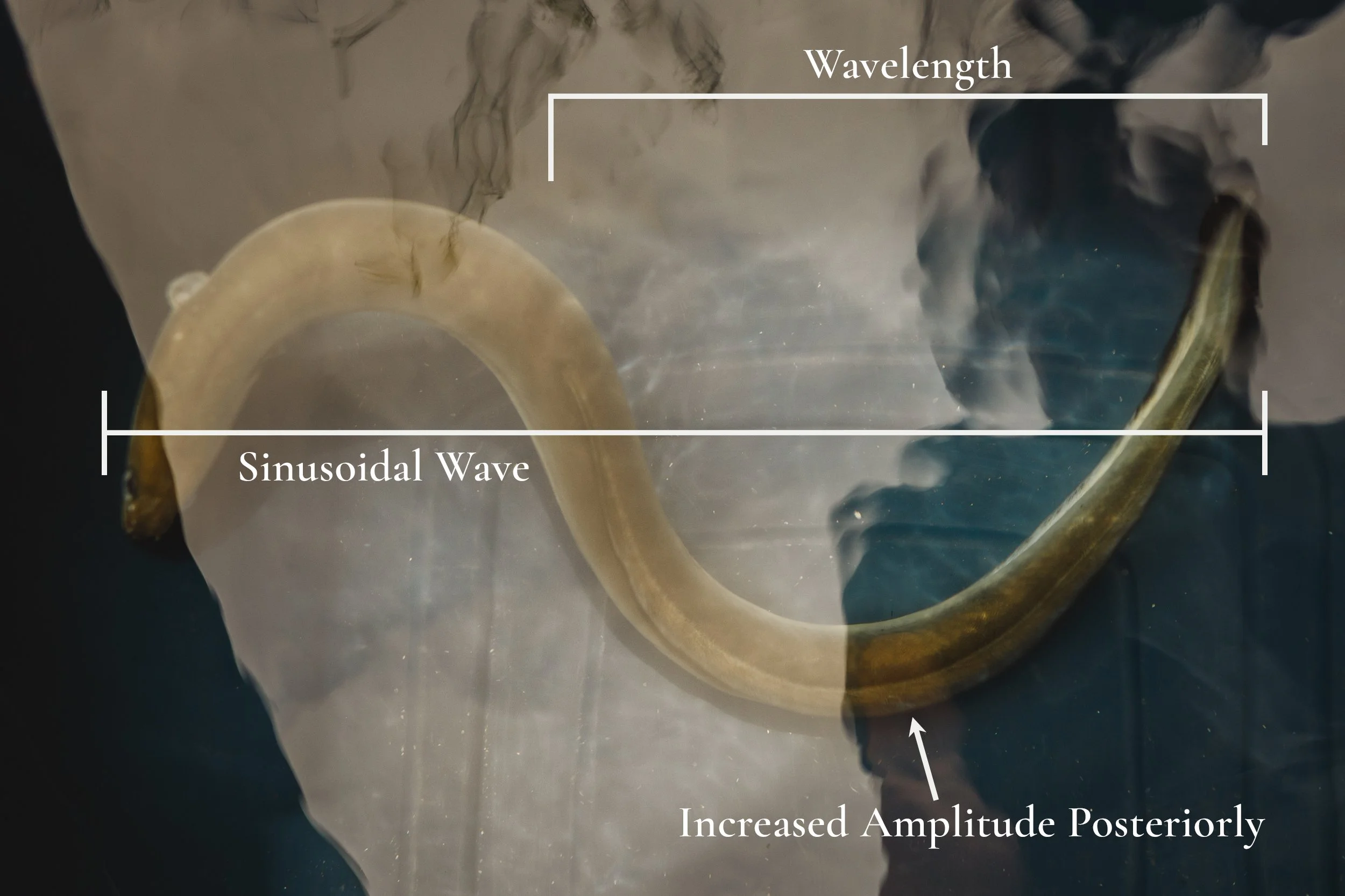 Locomotion of Fishes — FISHUCATION