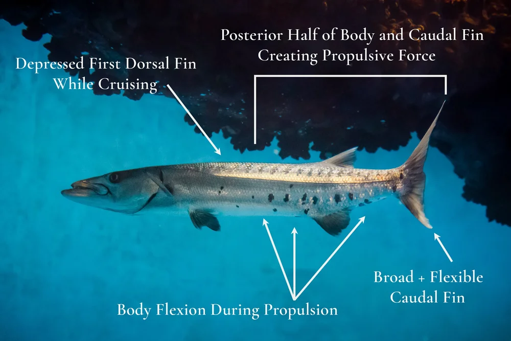 Locomotion of Fishes — FISHUCATION