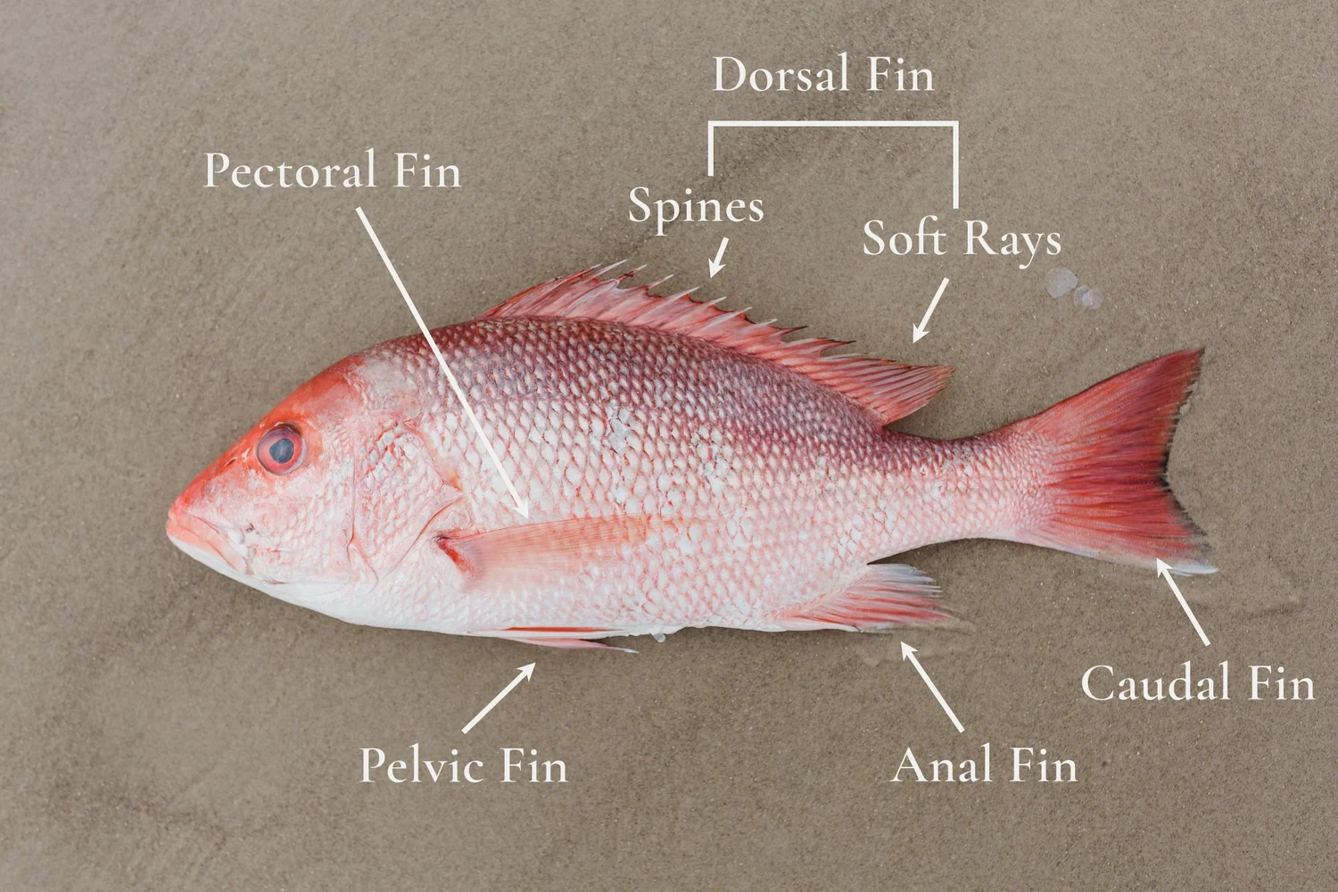External Anatomy of Fishes — FISHUCATION