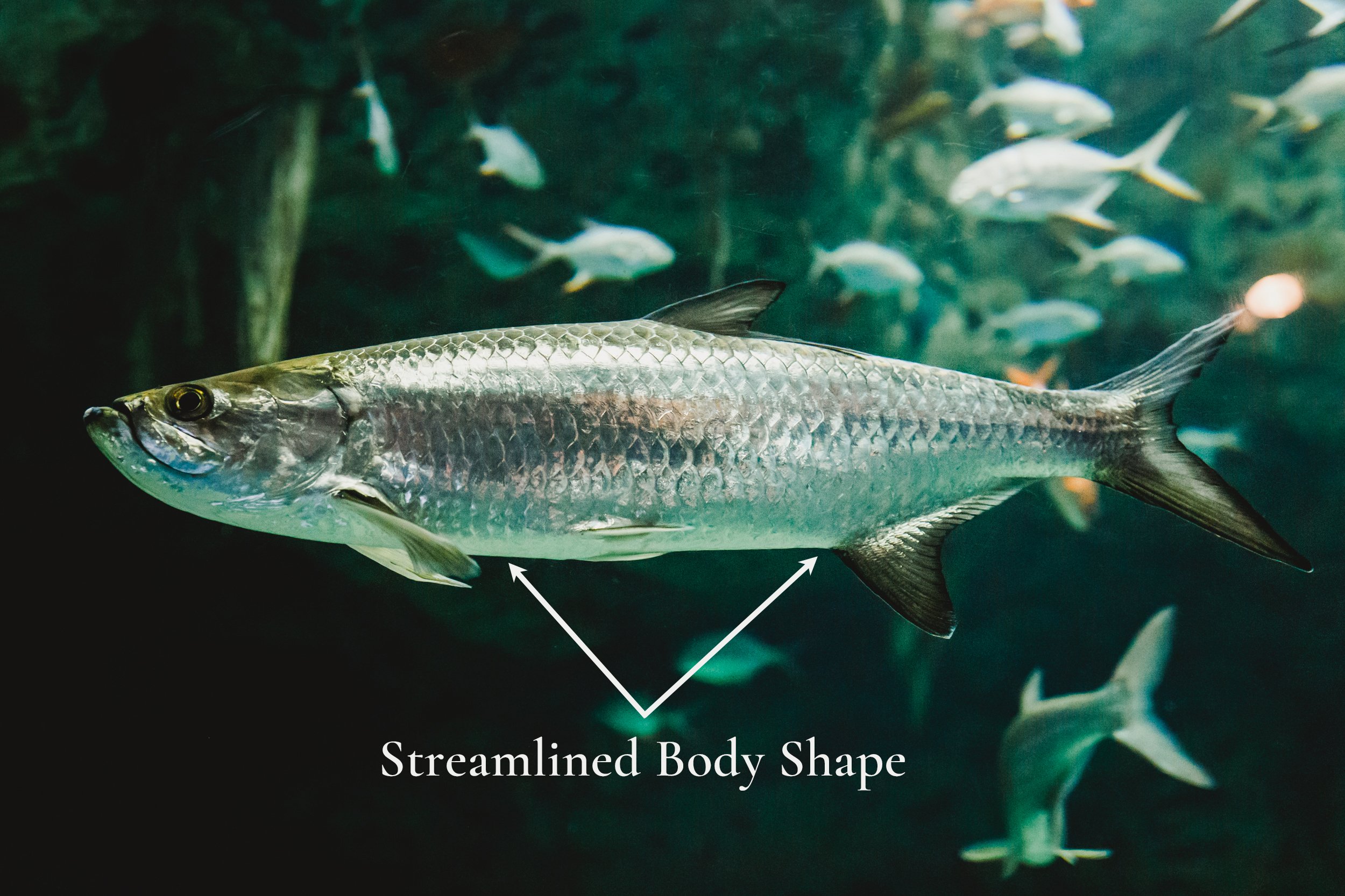 Locomotion of Fishes — FISHUCATION