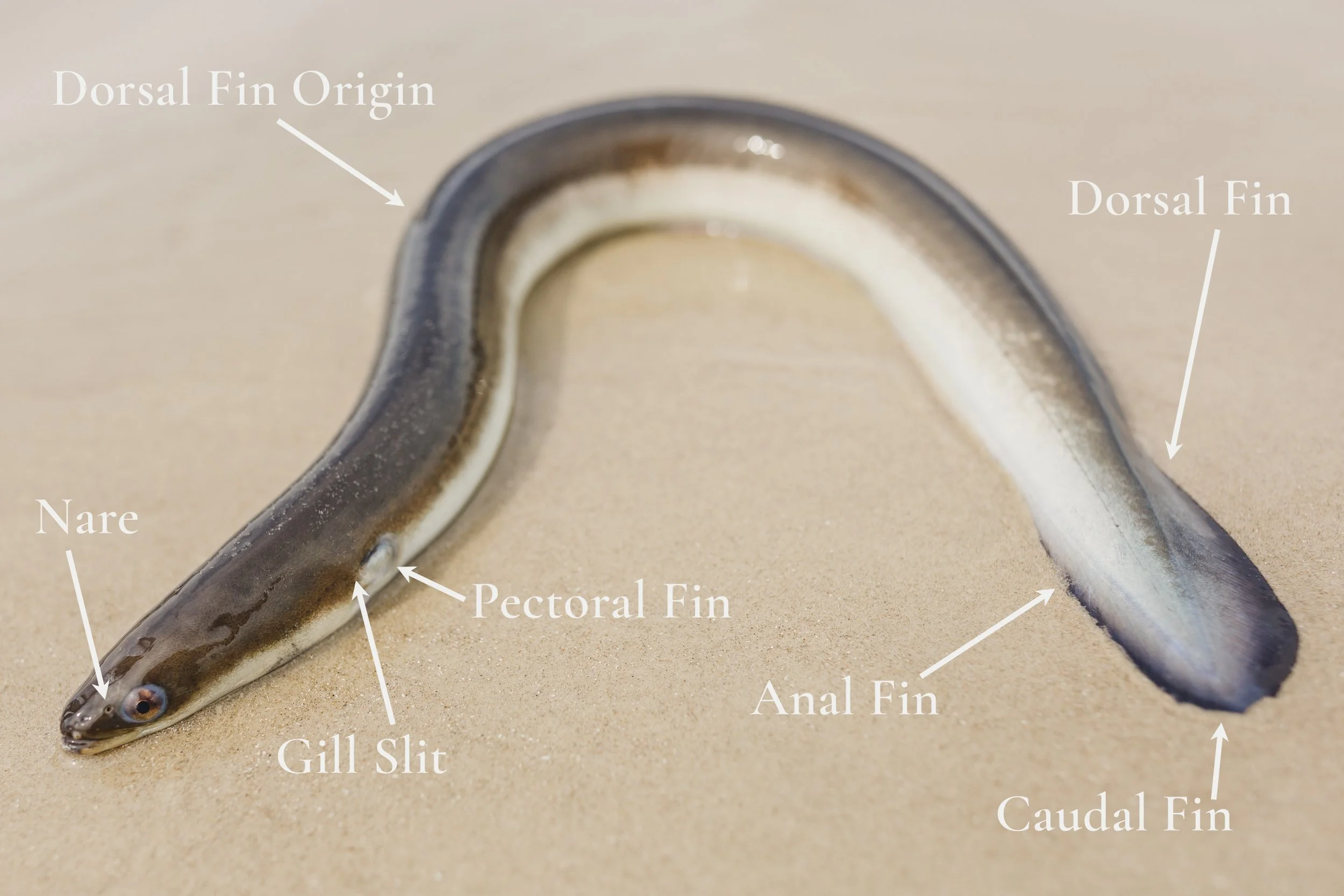 External Anatomy of Fishes — FISHUCATION