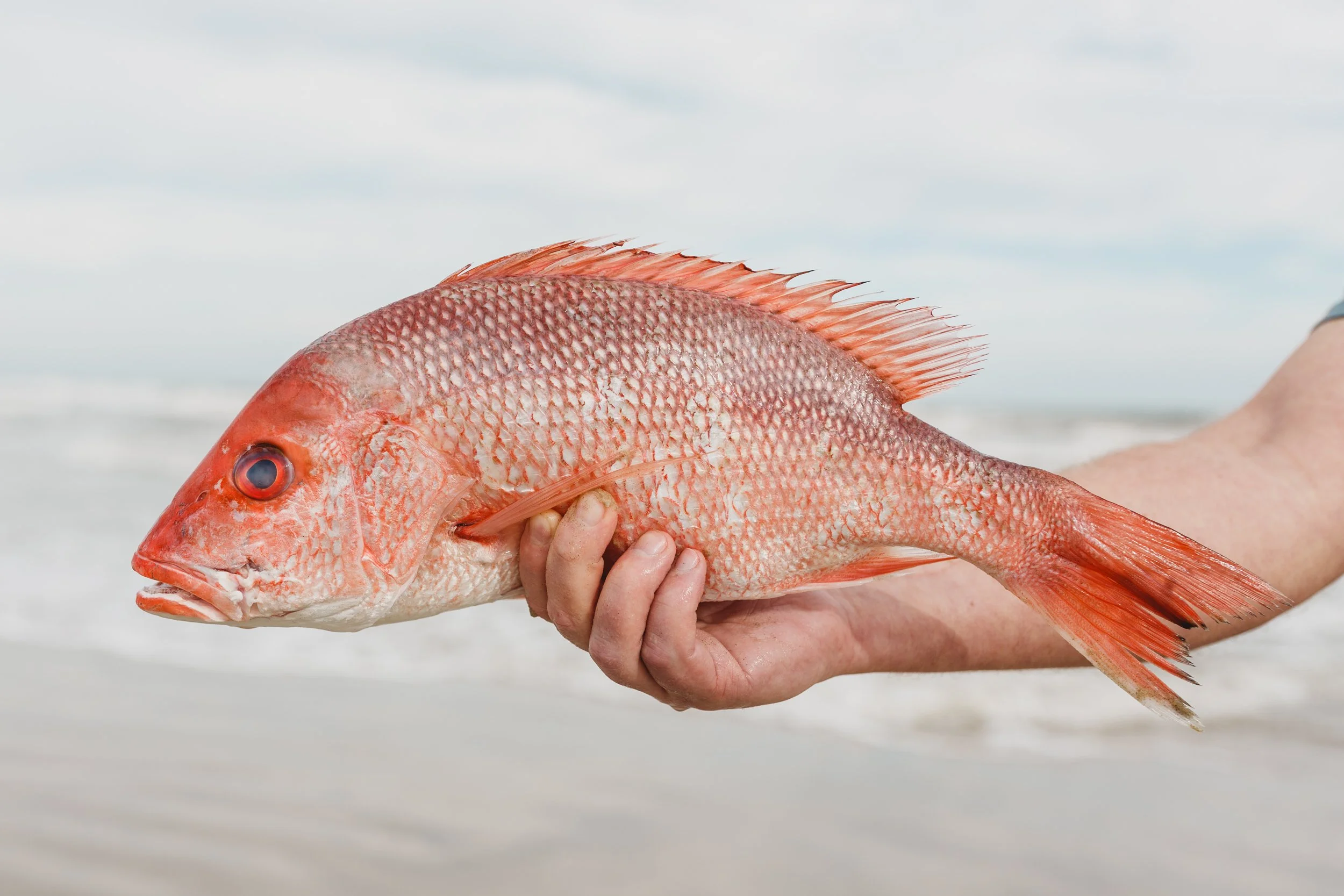 Red Snapper, Lutjanus campechanus — FISHUCATION