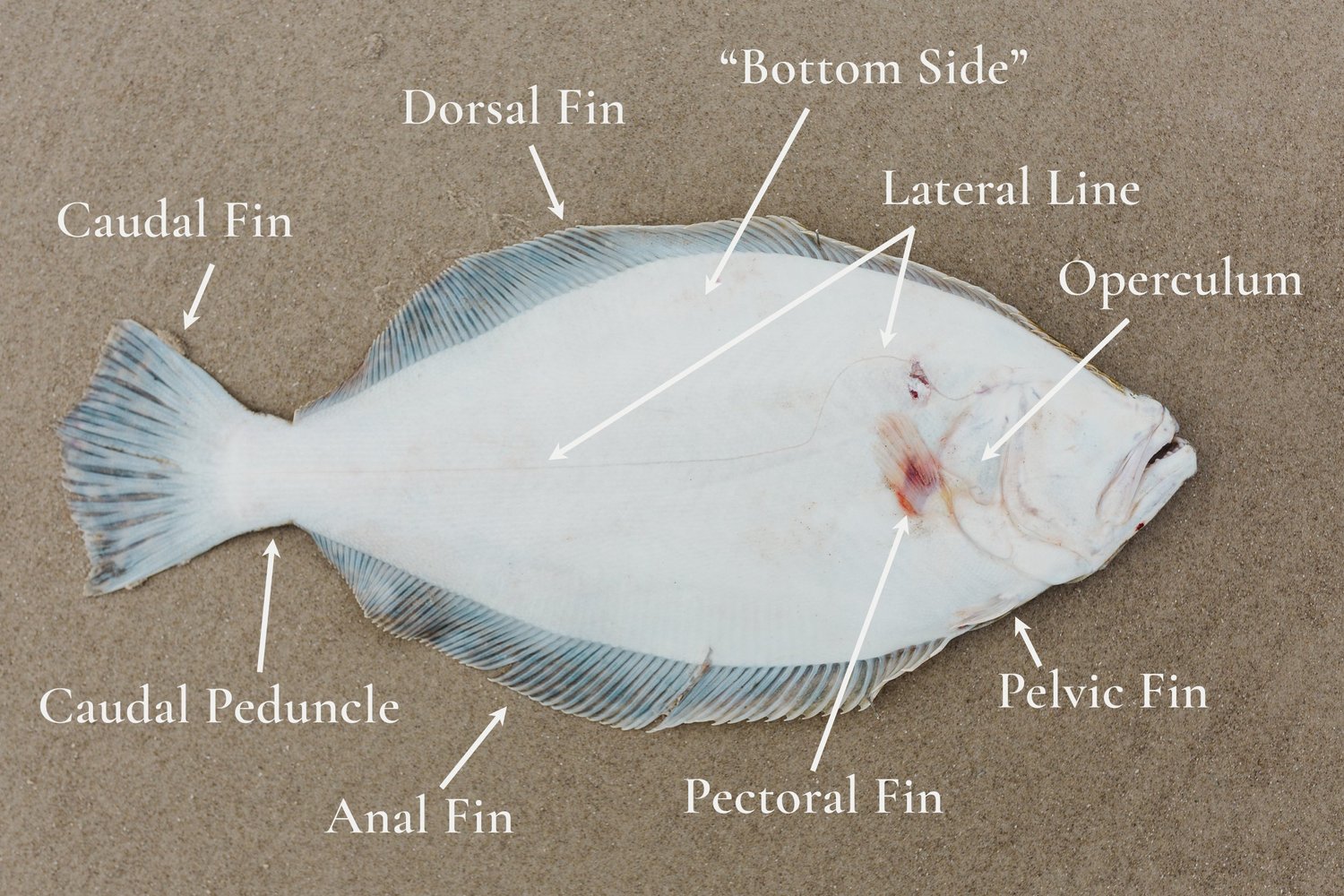 External Anatomy of Fishes — FISHUCATION