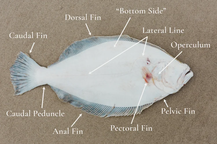 External Anatomy of Fishes — FISHUCATION