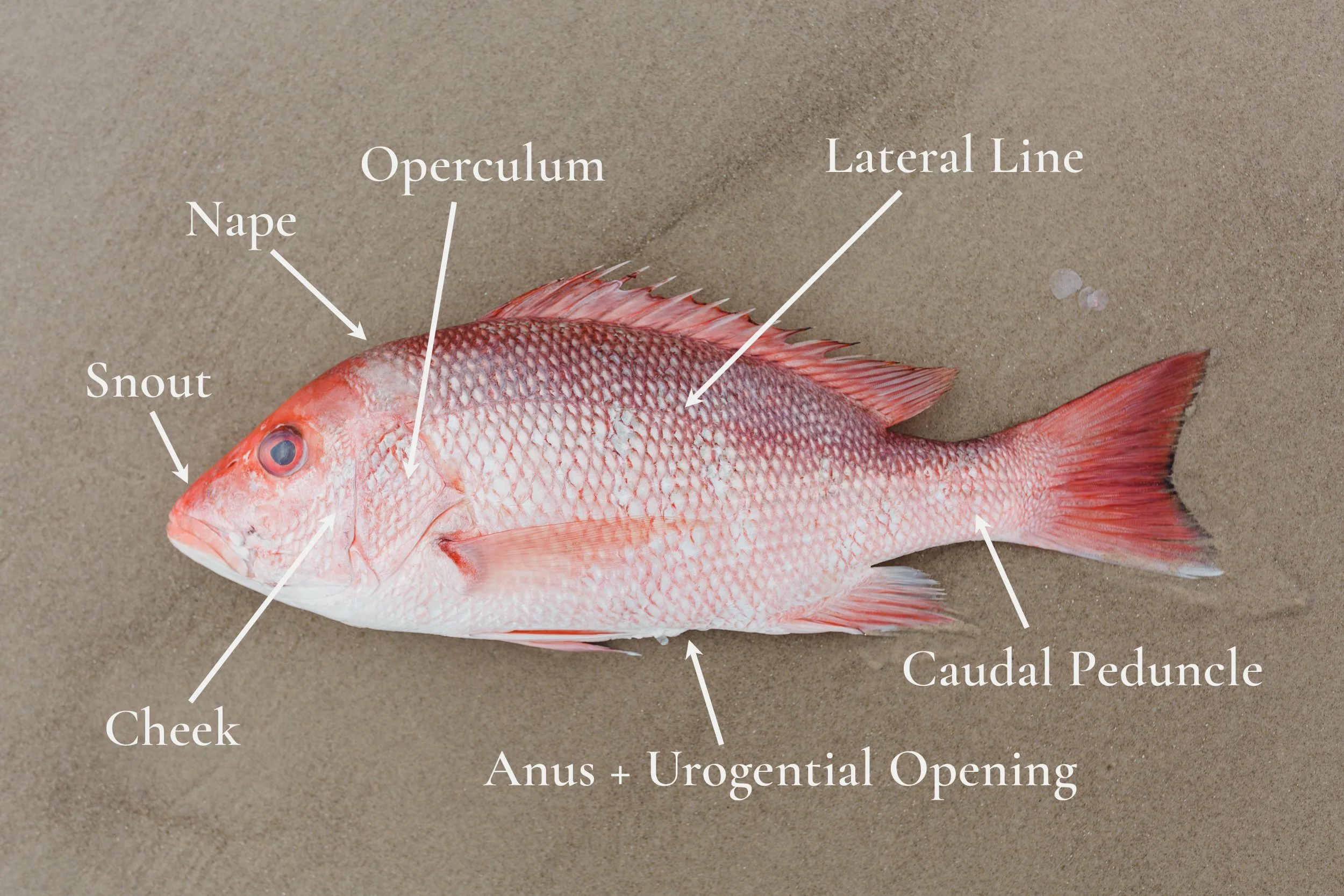 External Anatomy of Fishes — FISHUCATION