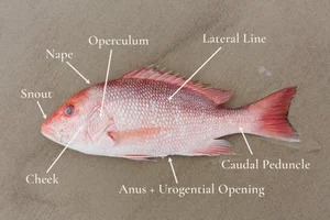 External Anatomy of Fishes — FISHUCATION