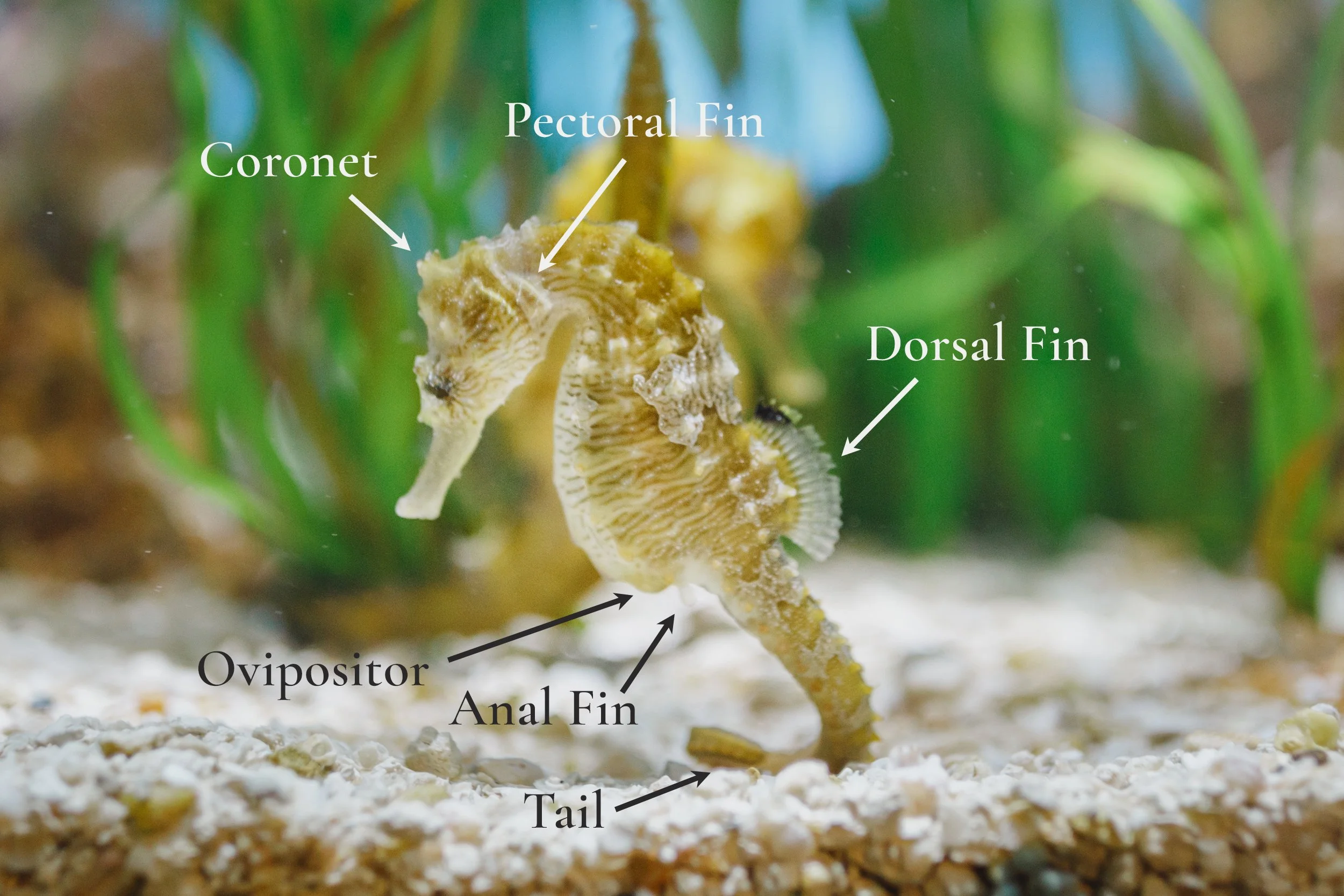External Anatomy of Fishes — FISHUCATION