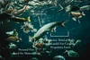Locomotion of Fishes — FISHUCATION