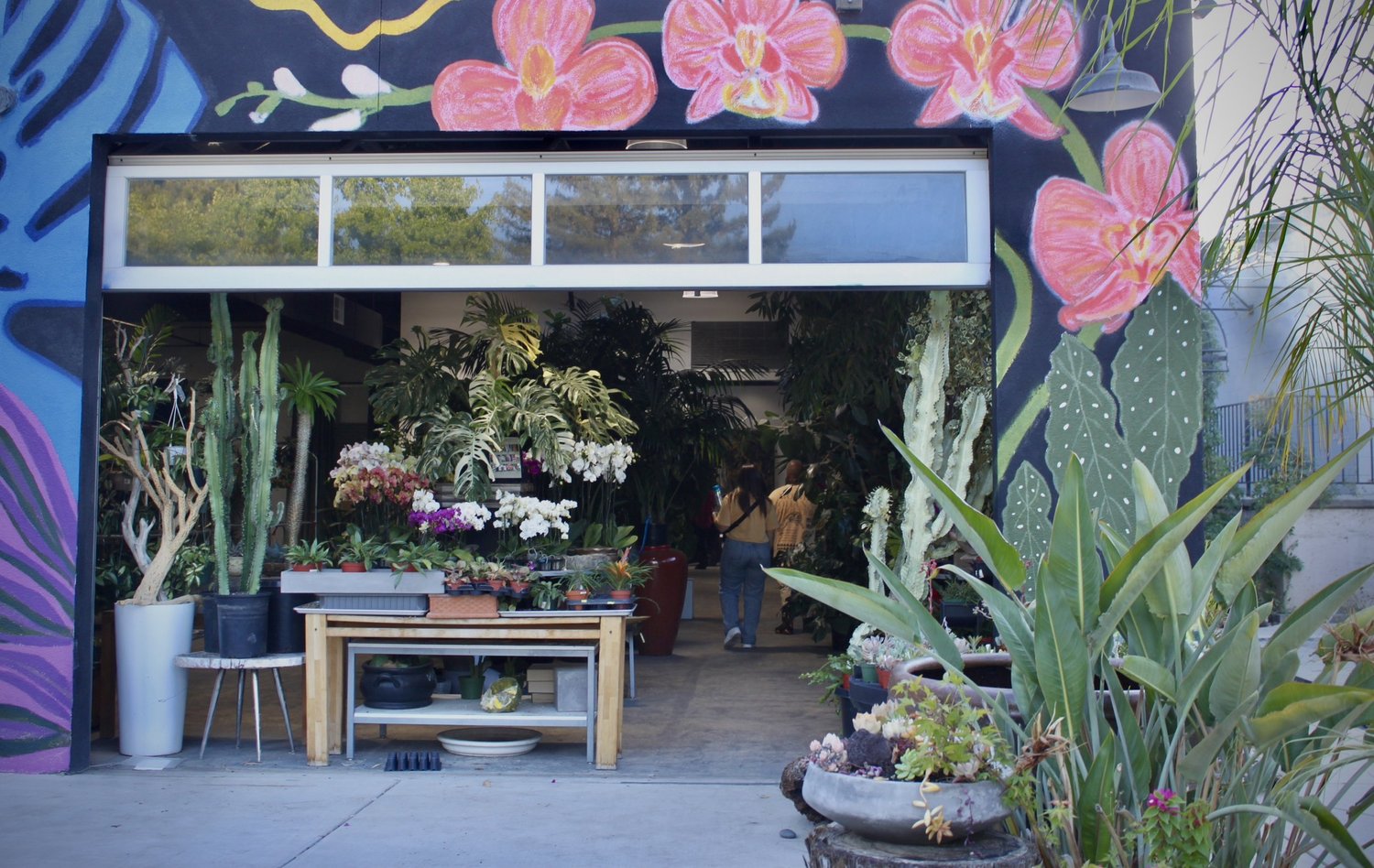 Exotic Plants: Sacramento's Premier Indoor Plant Destination For Over ...