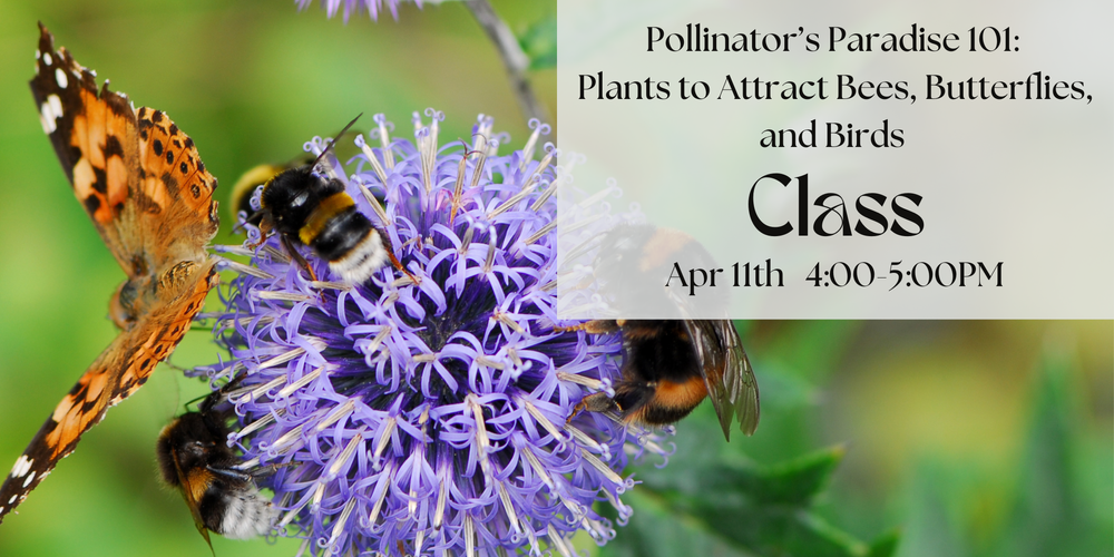 Houseplant 101: Pollinator’s Paradise - EXOTIC PLANTS LTD | INDOOR ...