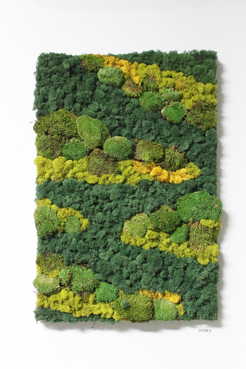 Moss Art — Exotic Plants